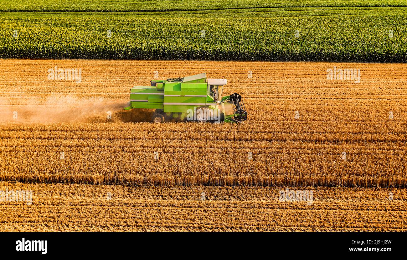 Green combine harvester harvesting wheat crop field Stock Photo - Alamy
