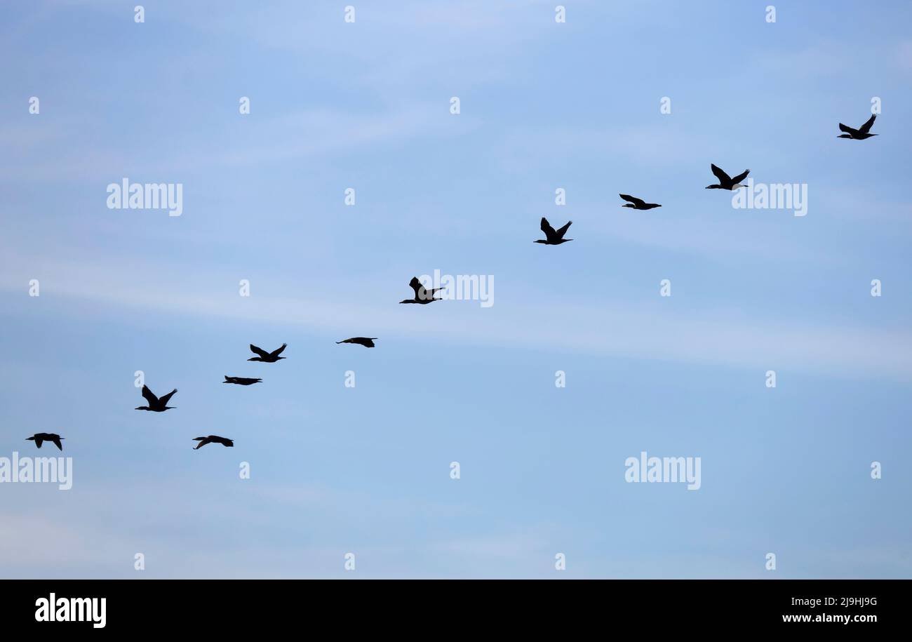 Flying birds in a row hi-res stock photography and images - Alamy
