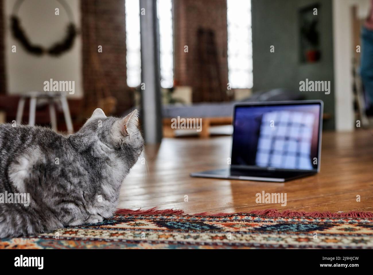 Cat looking computer hi-res stock photography and images - Alamy