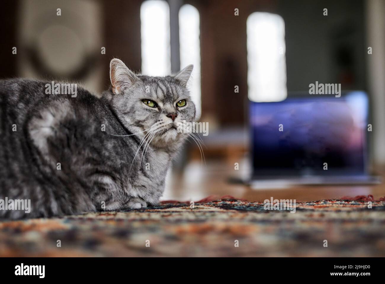 Gray colour cat hi-res stock photography and images - Alamy