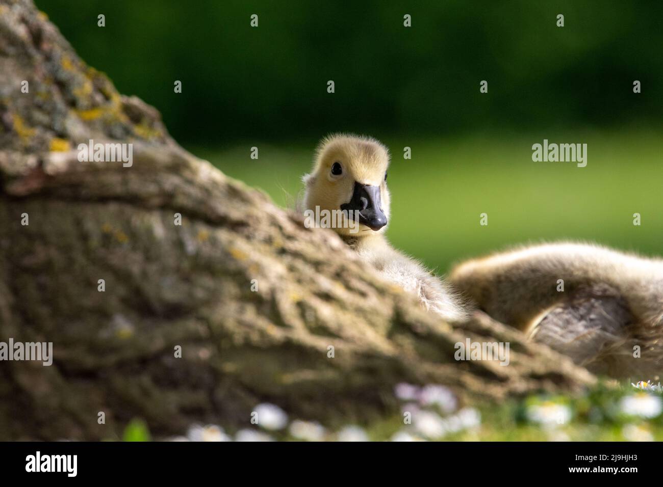 Gosling goose bird hi-res stock photography and images - Alamy