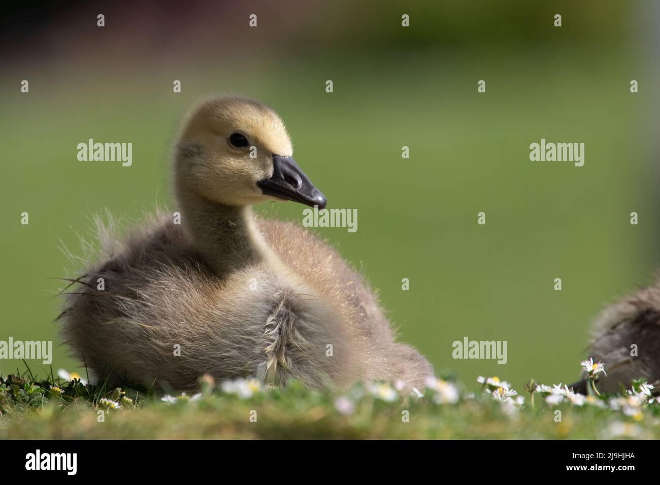 Gosling goose bird hi-res stock photography and images - Alamy