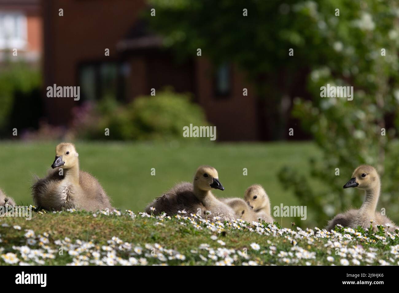 Gosling goose bird hi-res stock photography and images - Alamy