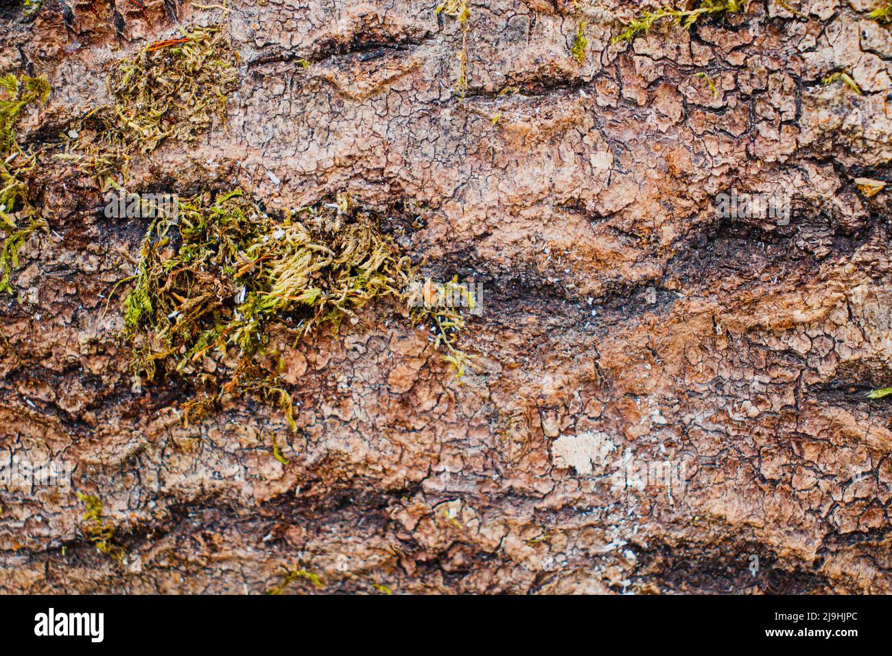 A fragment of the texture of a section of the bark of an aspen tree ...