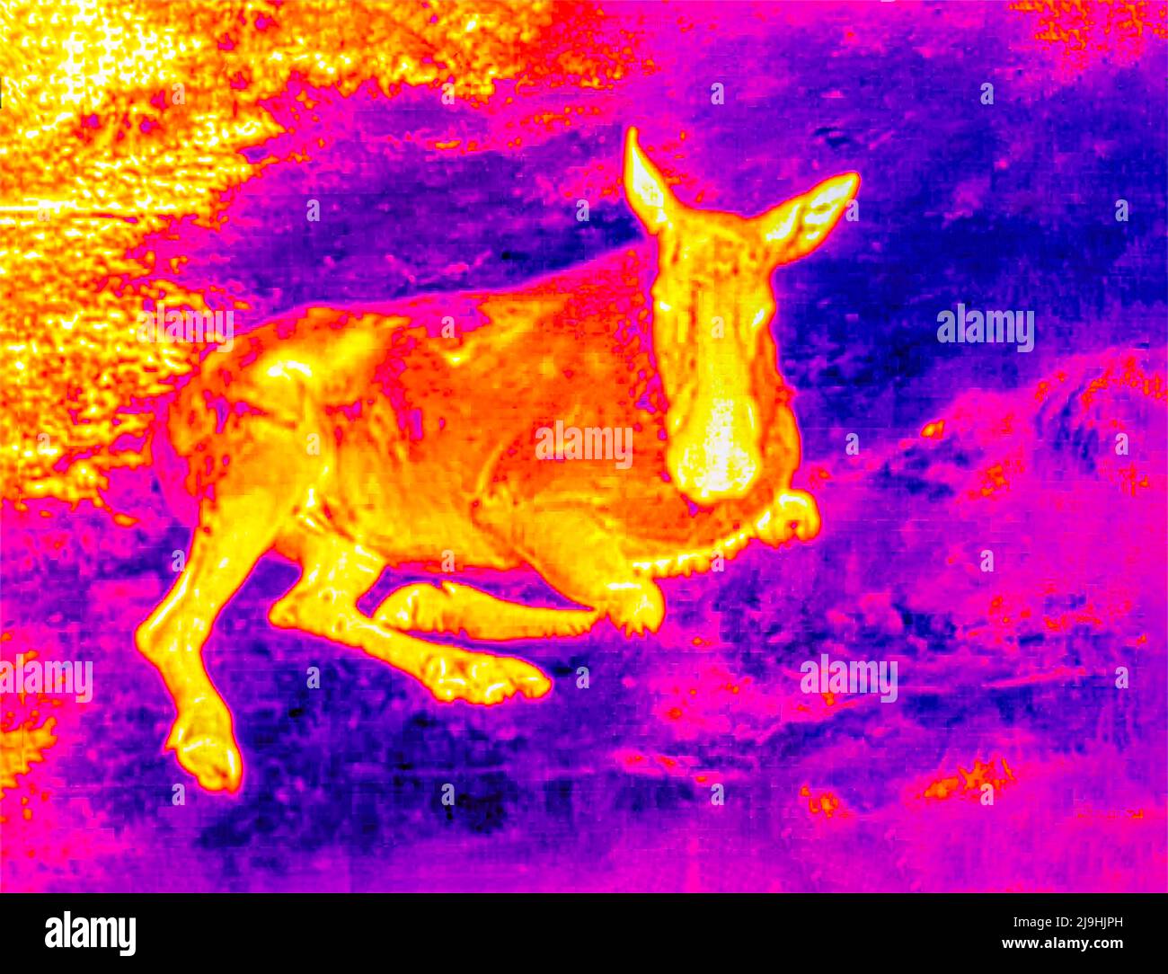 Moose the king of the forest in a thermal image Stock Photo - Alamy