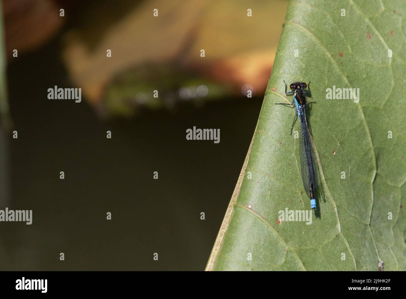 Common Blue Damselfly Stock Photo - Alamy