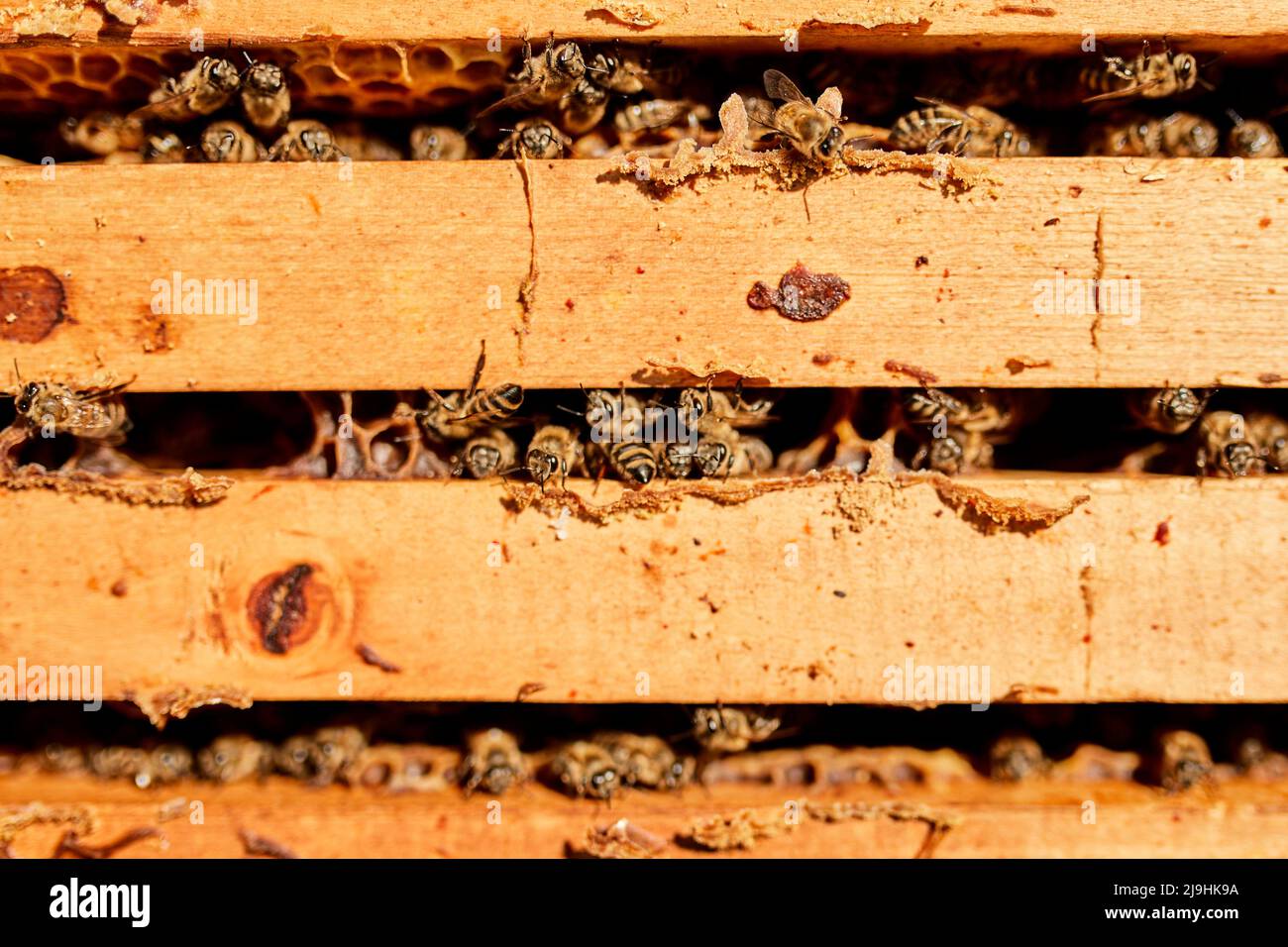 Container insects hi-res stock photography and images - Alamy