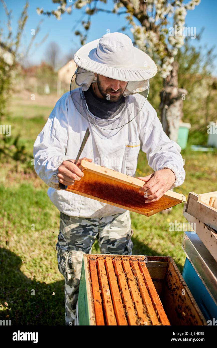 Beekeeper holding beehive frame standing by container at farm Stock ...