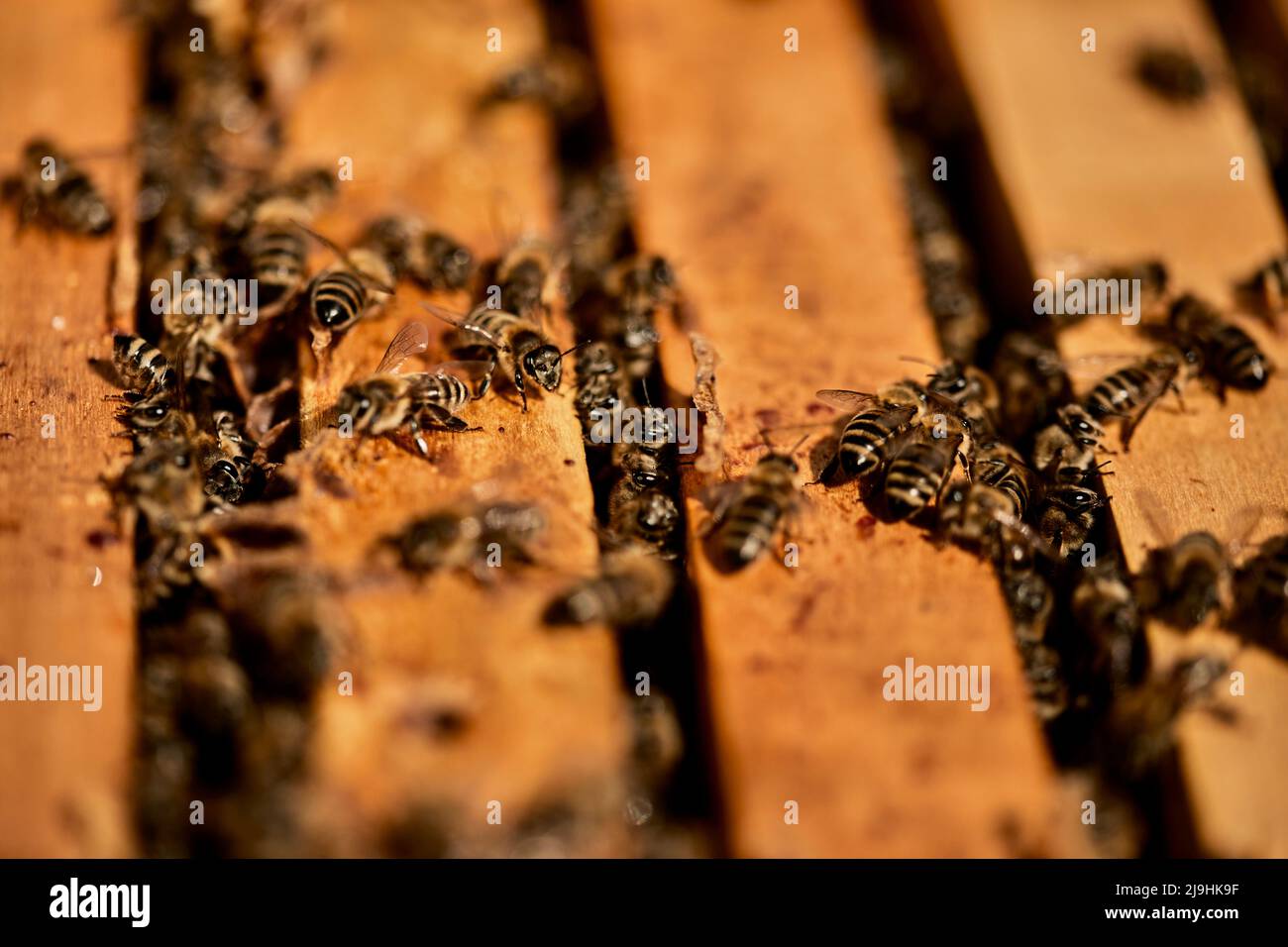 Honey bees on wooden beehive container Stock Photo - Alamy
