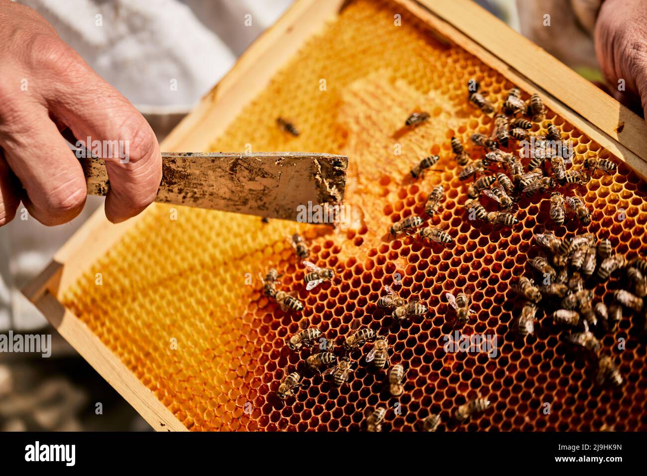 Hands of beekeeper removing beeswax from beehive frame Stock Photo - Alamy