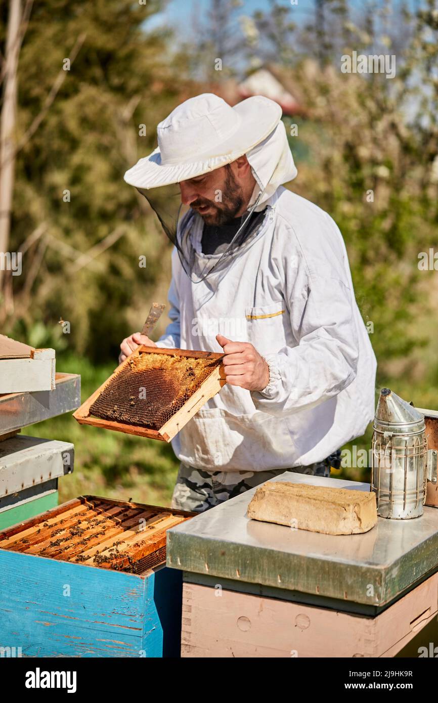 Beekeeper with honeycomb frame standing by container at farm Stock ...