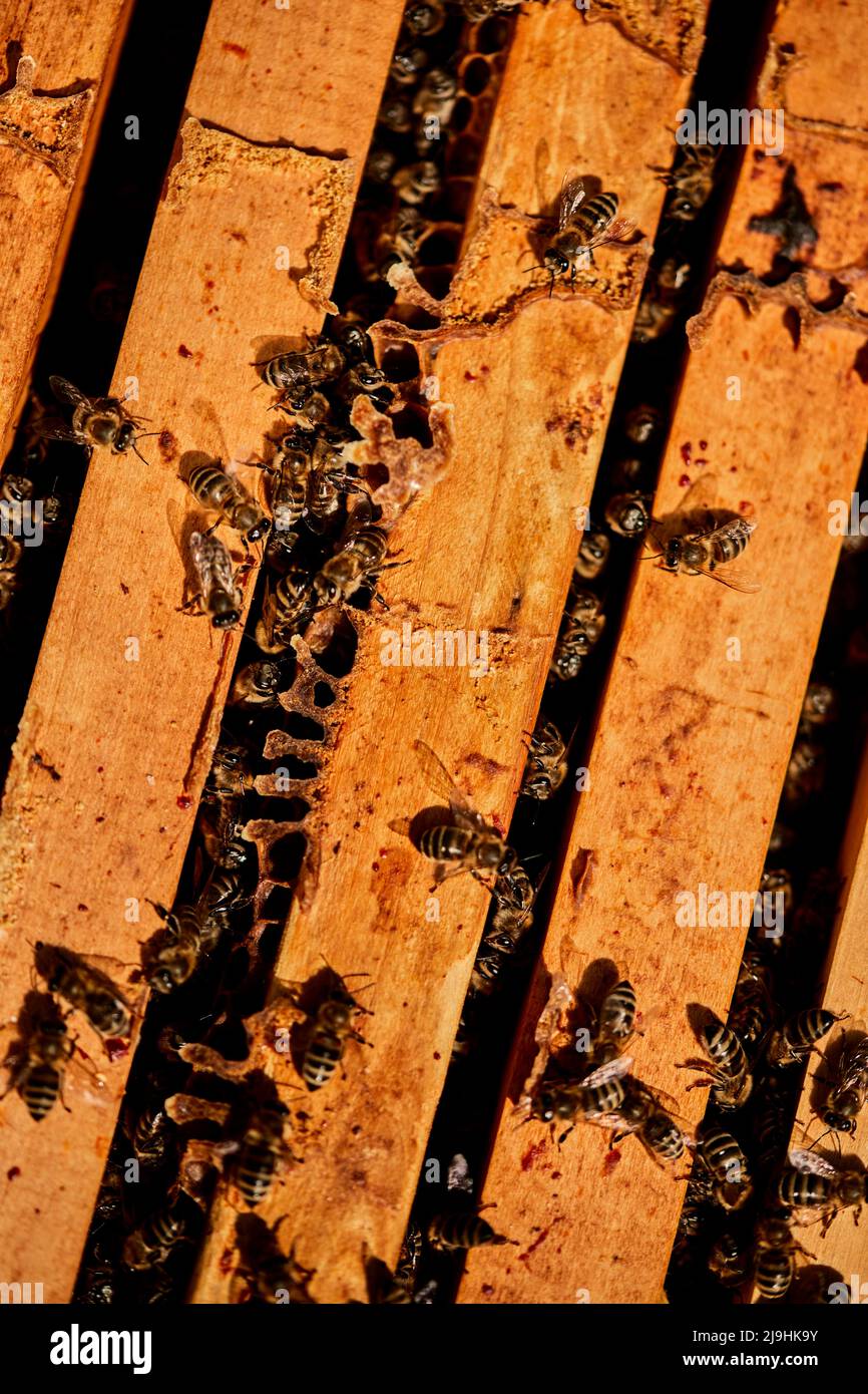 Honey bees on beehive container Stock Photo - Alamy