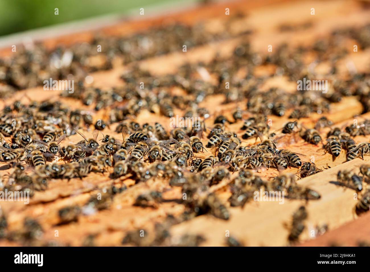 Honey bees on beehive at farm Stock Photo - Alamy