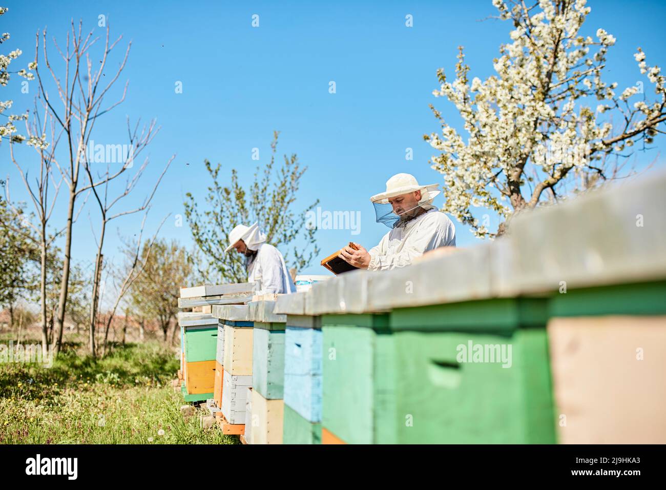 Beekeeper with coworker working at bees farm Stock Photo - Alamy