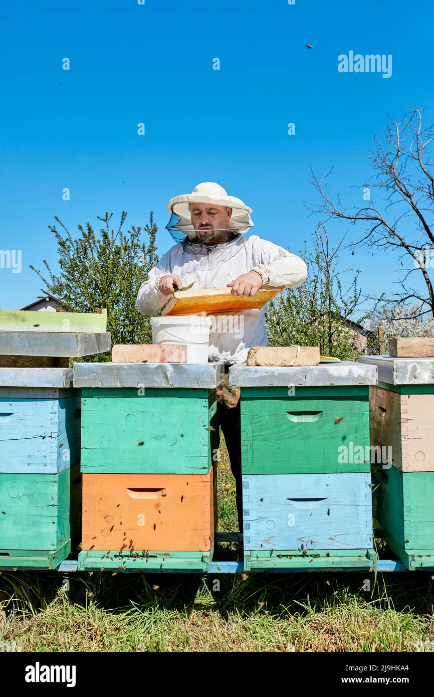 Beekeeper removing beeswax from honeycomb in container at farm Stock ...