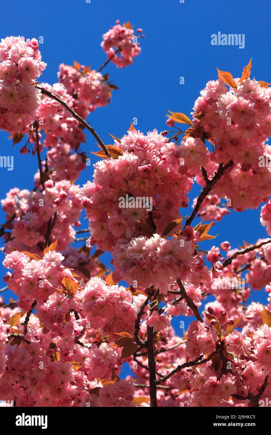 Pink tree low angle hi-res stock photography and images - Alamy