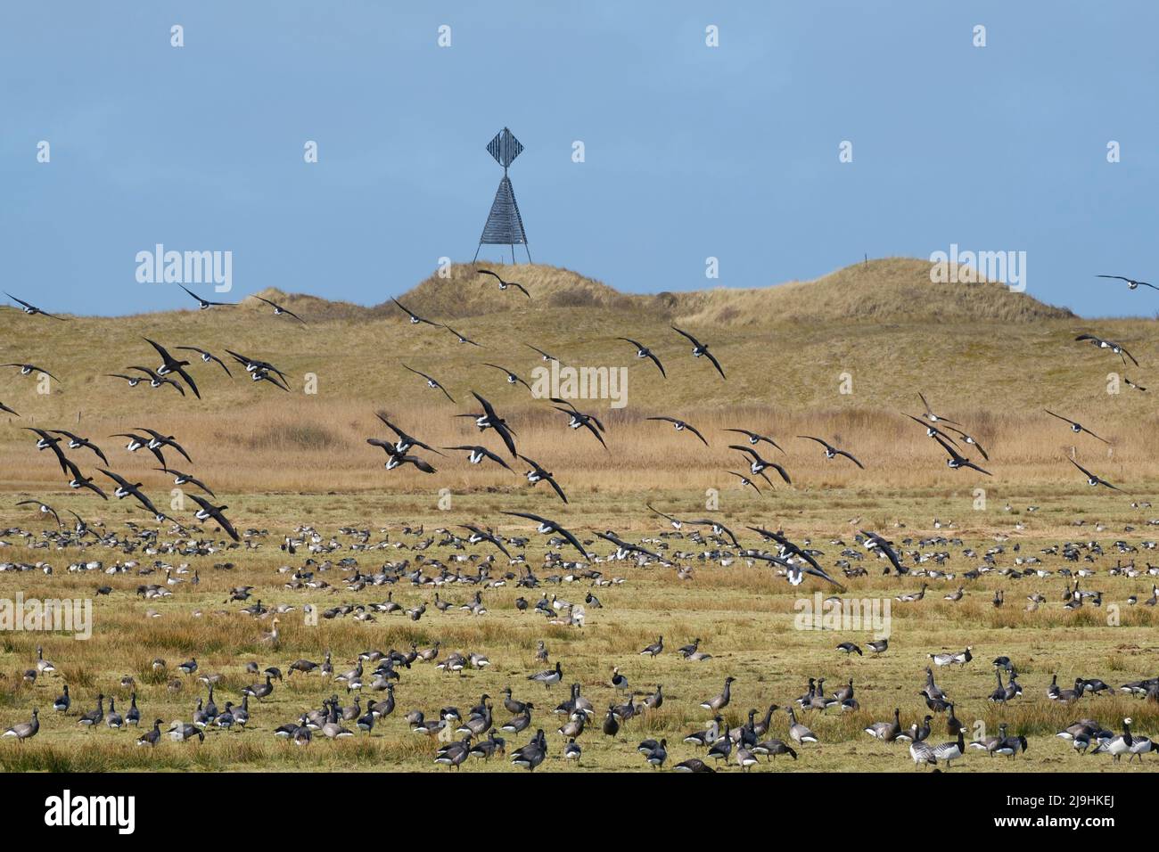Colony barnacle leucopsis brant geese bernicla sea national park hi-res ...