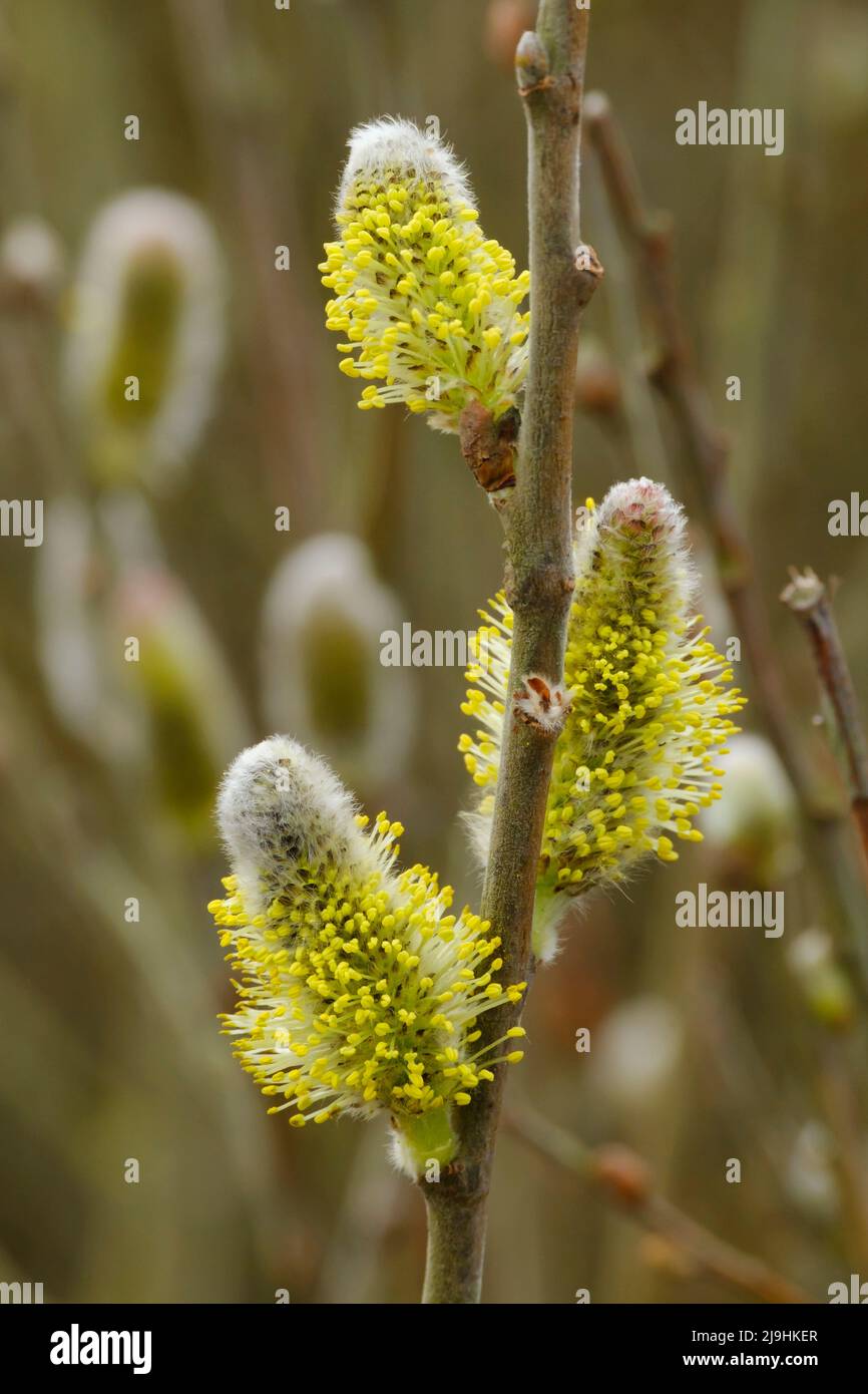 Salix caprea hi-res stock photography and images - Alamy