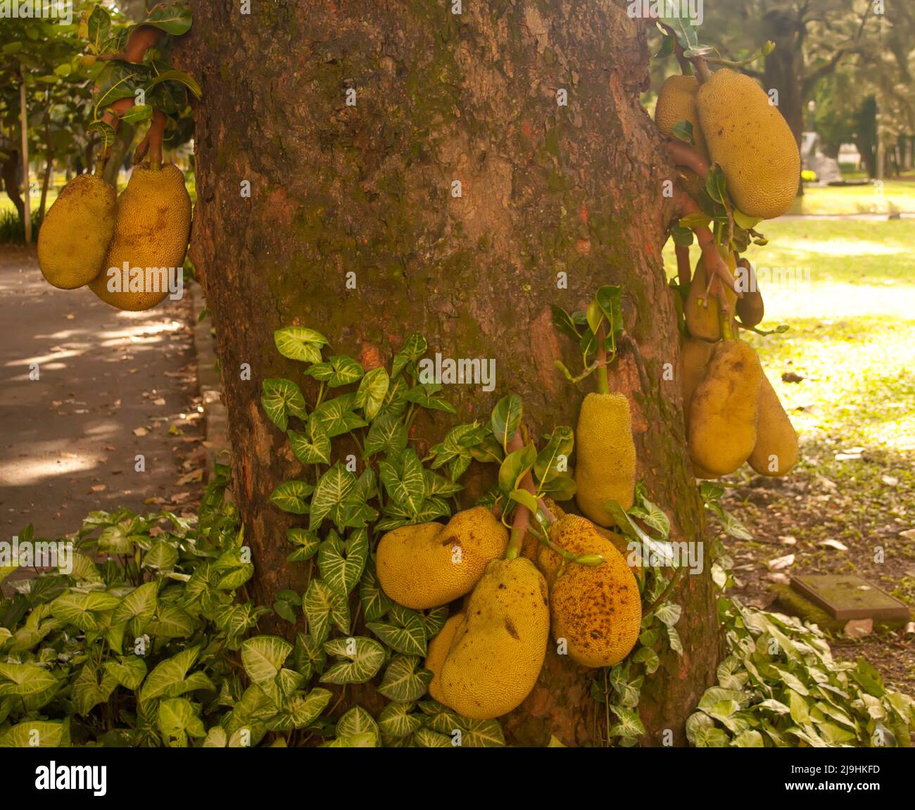 Breadfruit artocarpus hi-res stock photography and images - Alamy