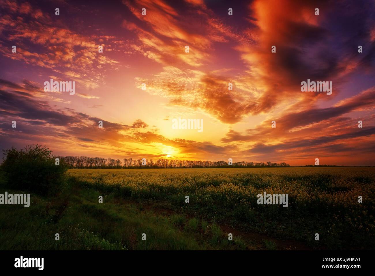 Beautiful fantastic sunset over a flowering field Stock Photo - Alamy