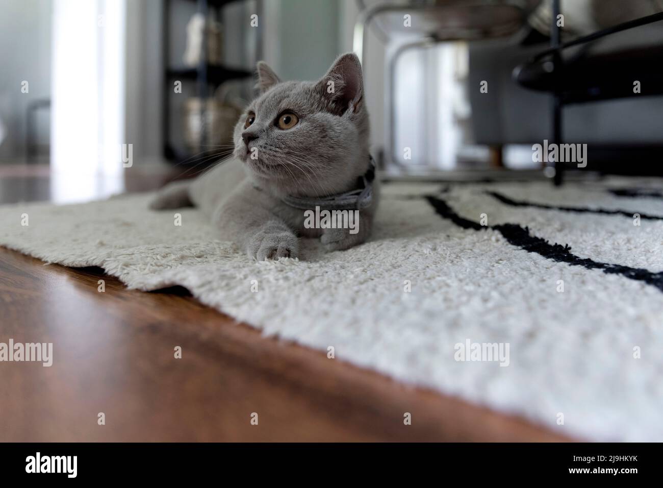 Gray home hi-res stock photography and images - Alamy