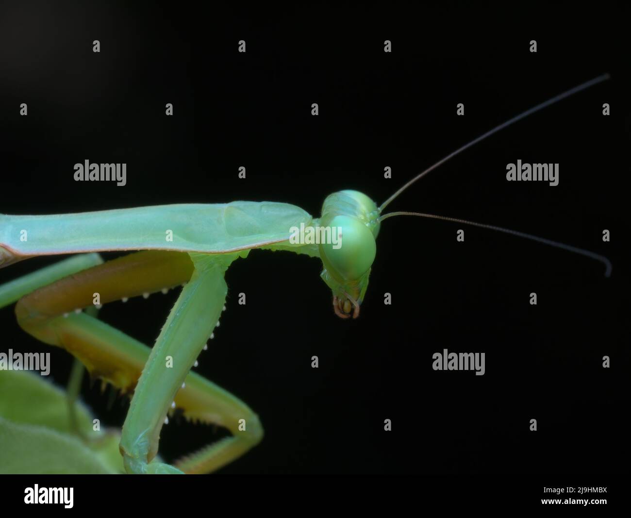 Asian mantis hi-res stock photography and images - Alamy