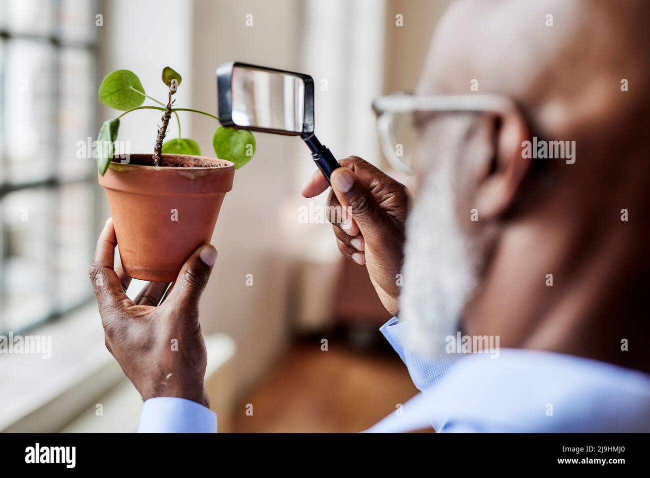 Scientist examining plant with magnifying glass at home Stock Photo - Alamy