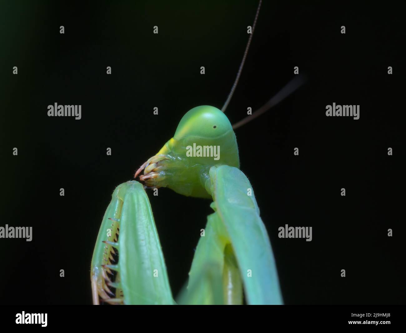 Giant asian mantis hi-res stock photography and images - Alamy