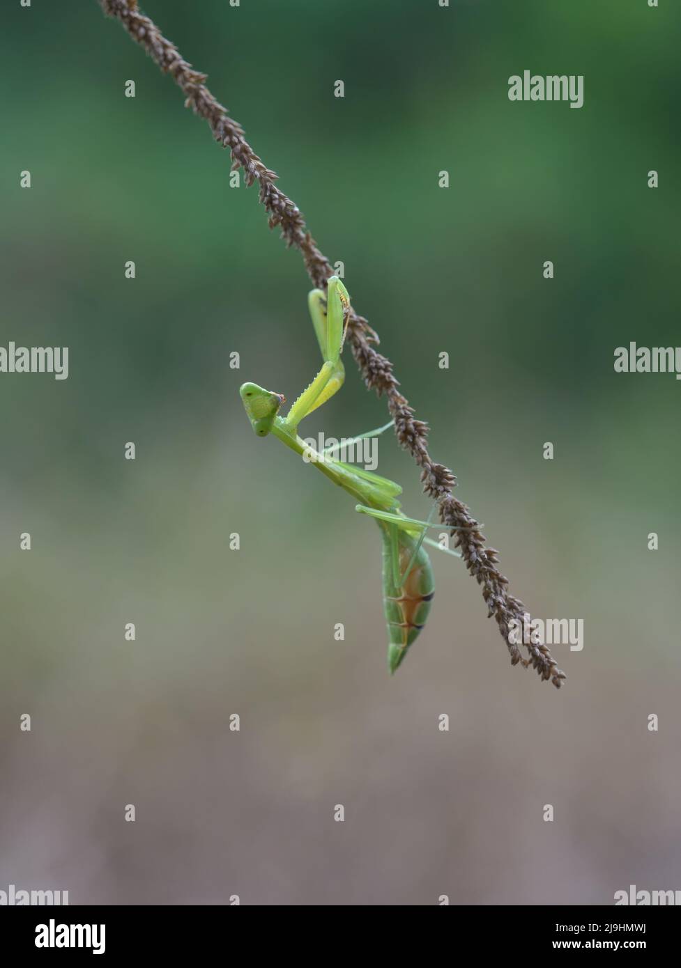 Springbok mantis hi-res stock photography and images - Alamy