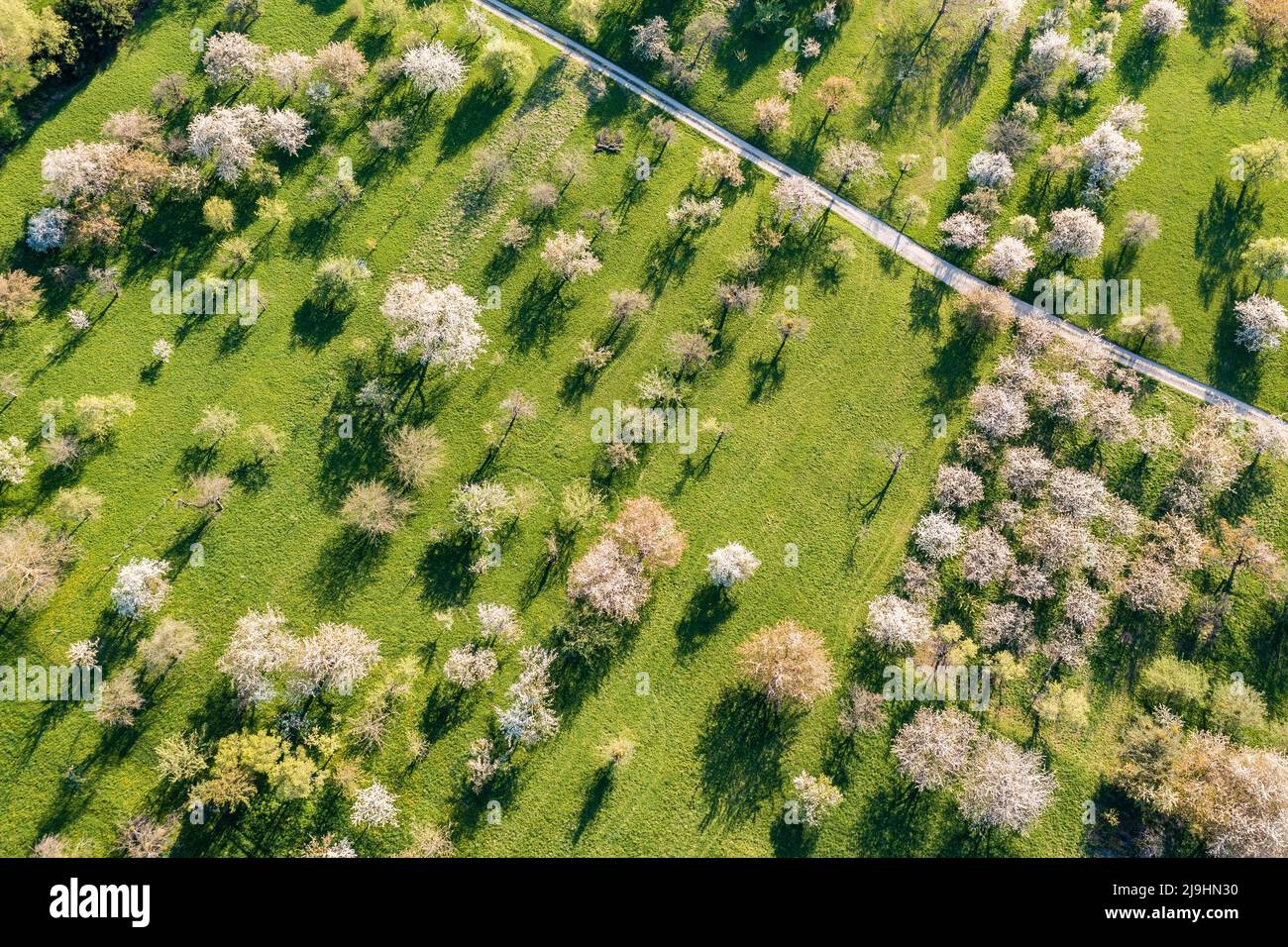 Germany, Baden-Wurttemberg, Neidlingen, Aerial view of blossoming fruit ...