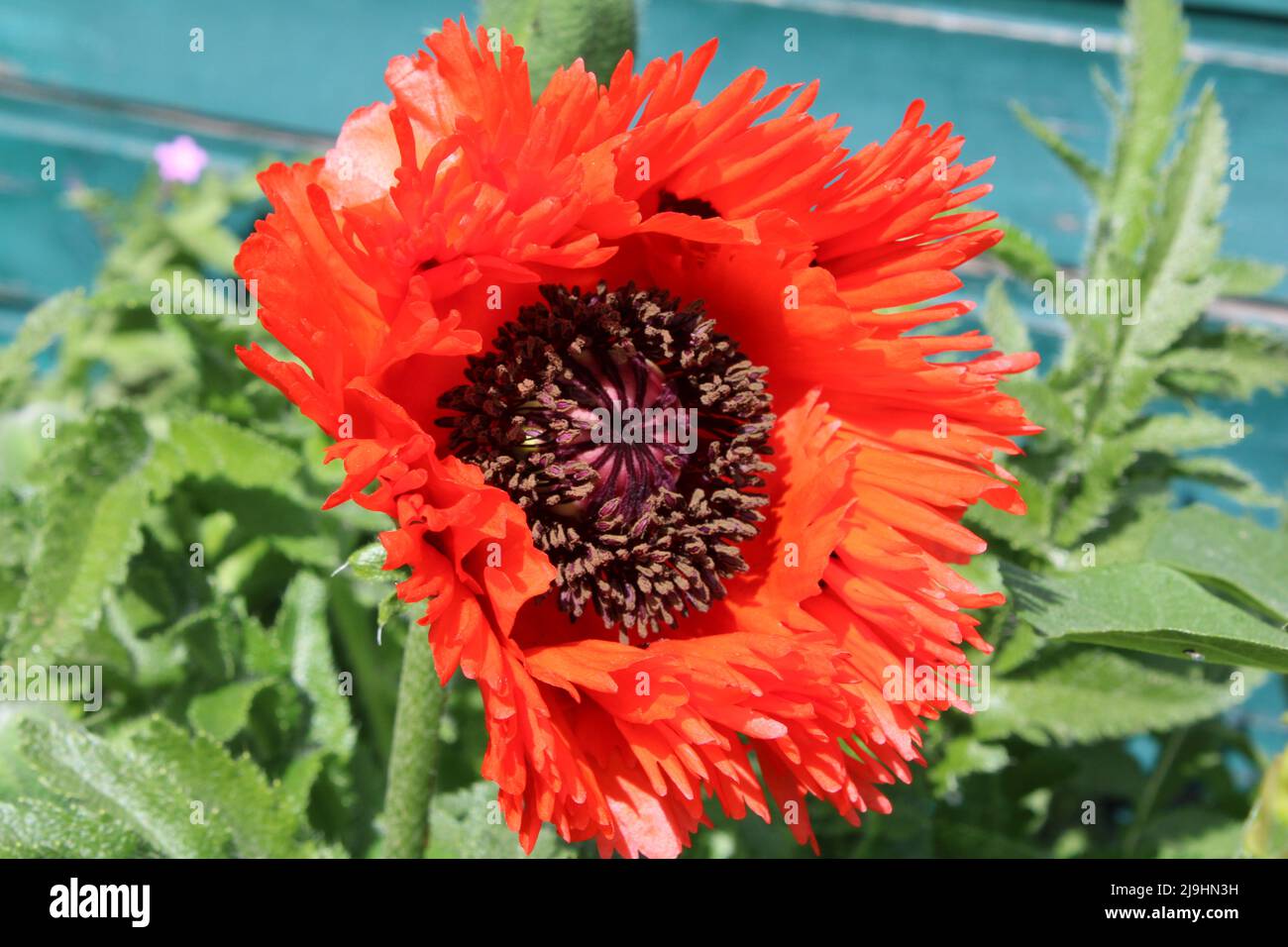 großer roter türkischer Mohn (Papaver orientale) mit gezahnten ...
