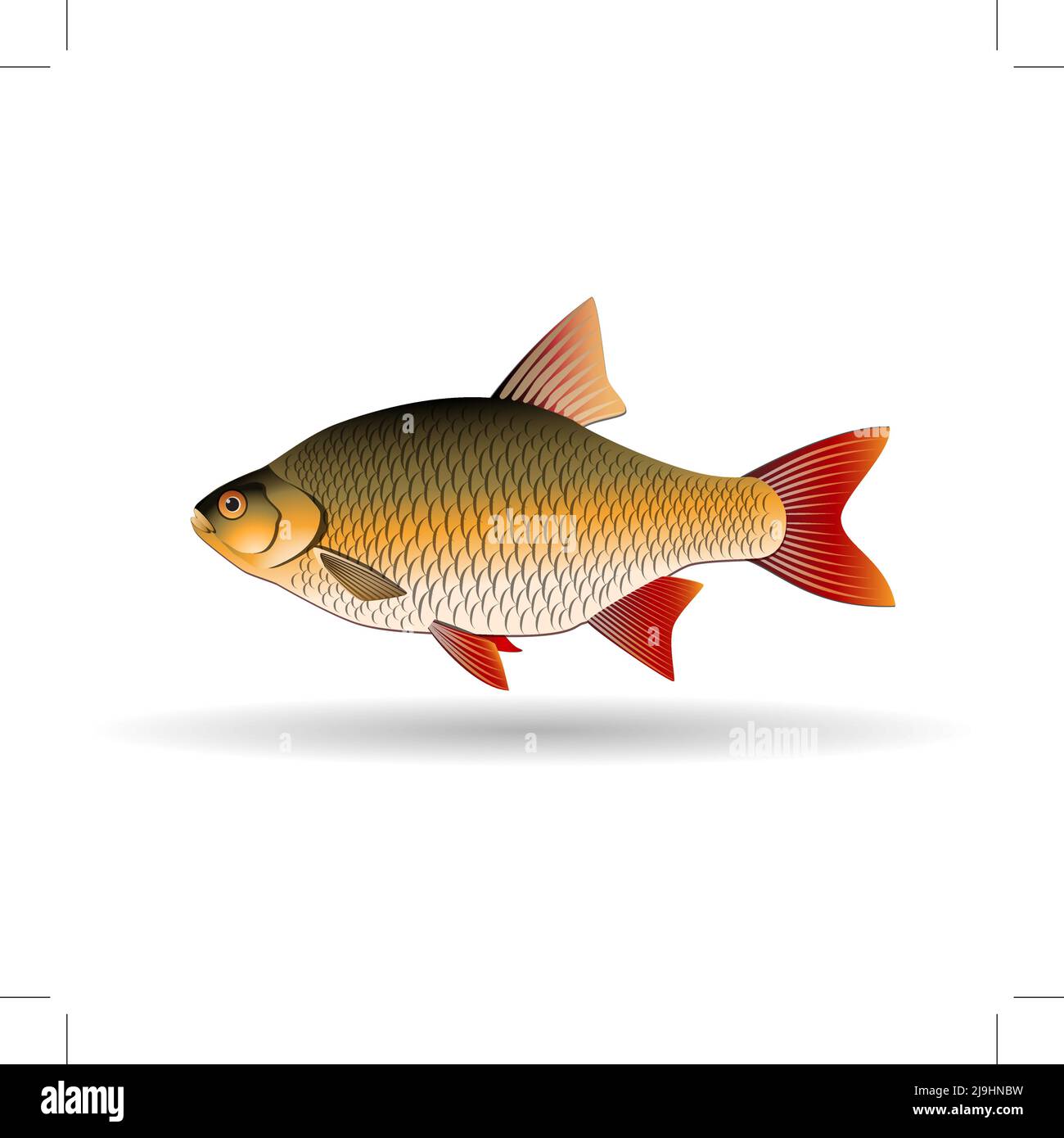 Rudd. Freshwater fish of carp family. Realistic illustration. Vector ...