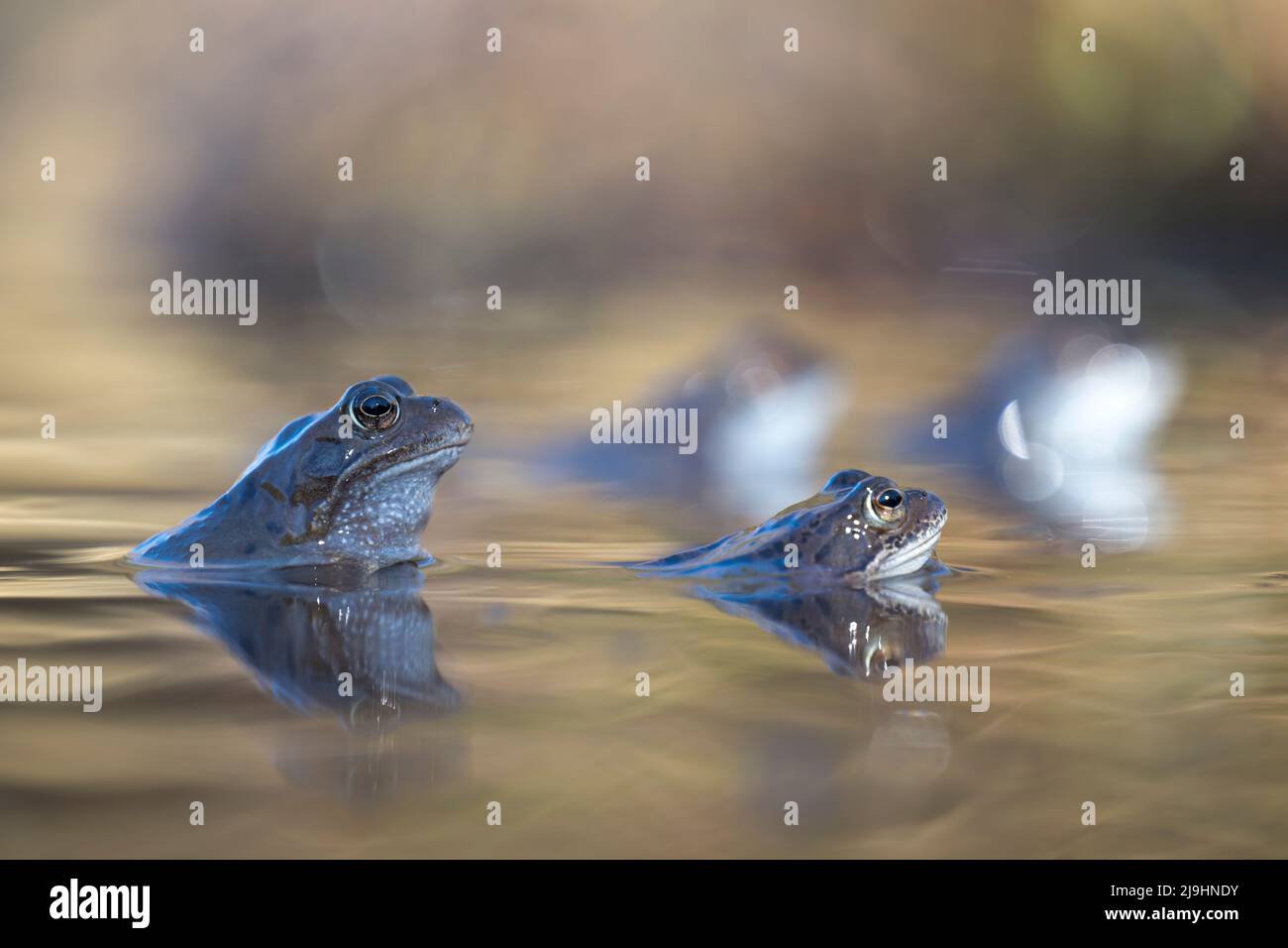 Common frogs swimming together with reflection on water Stock Photo - Alamy
