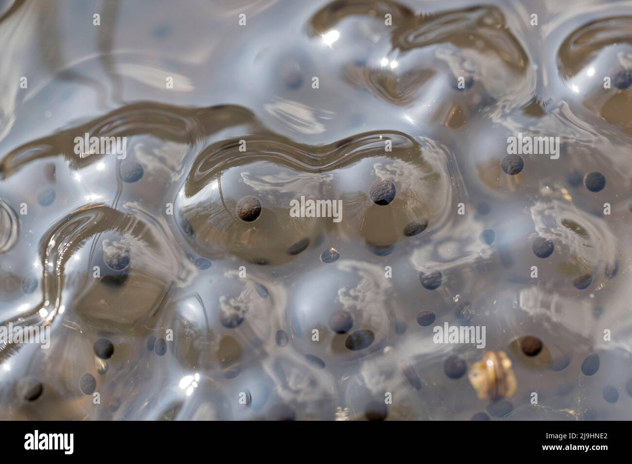 Day in the life of frogs hi-res stock photography and images - Alamy