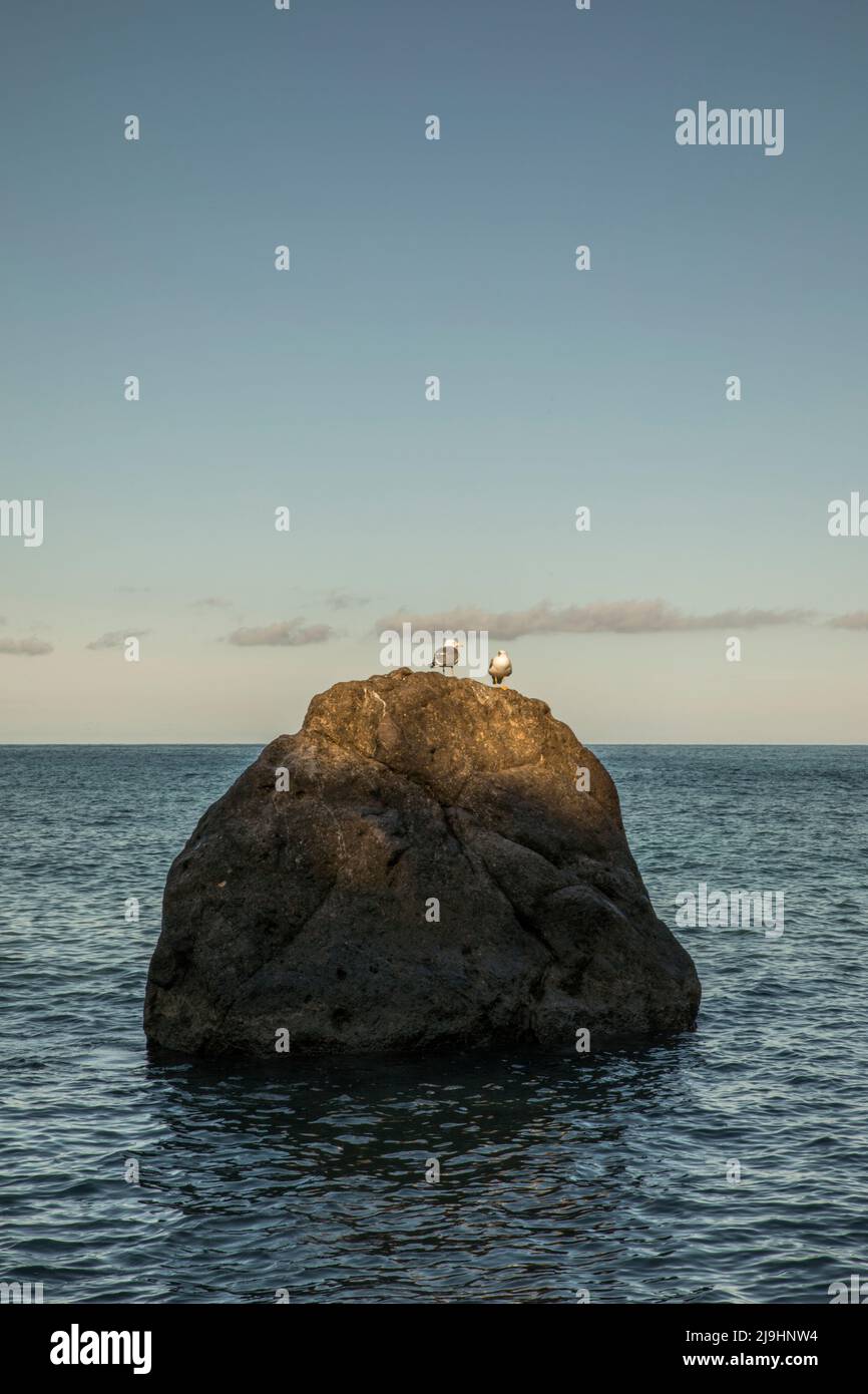 Two seagulls standing on top of half-submerged coastal boulder Stock ...