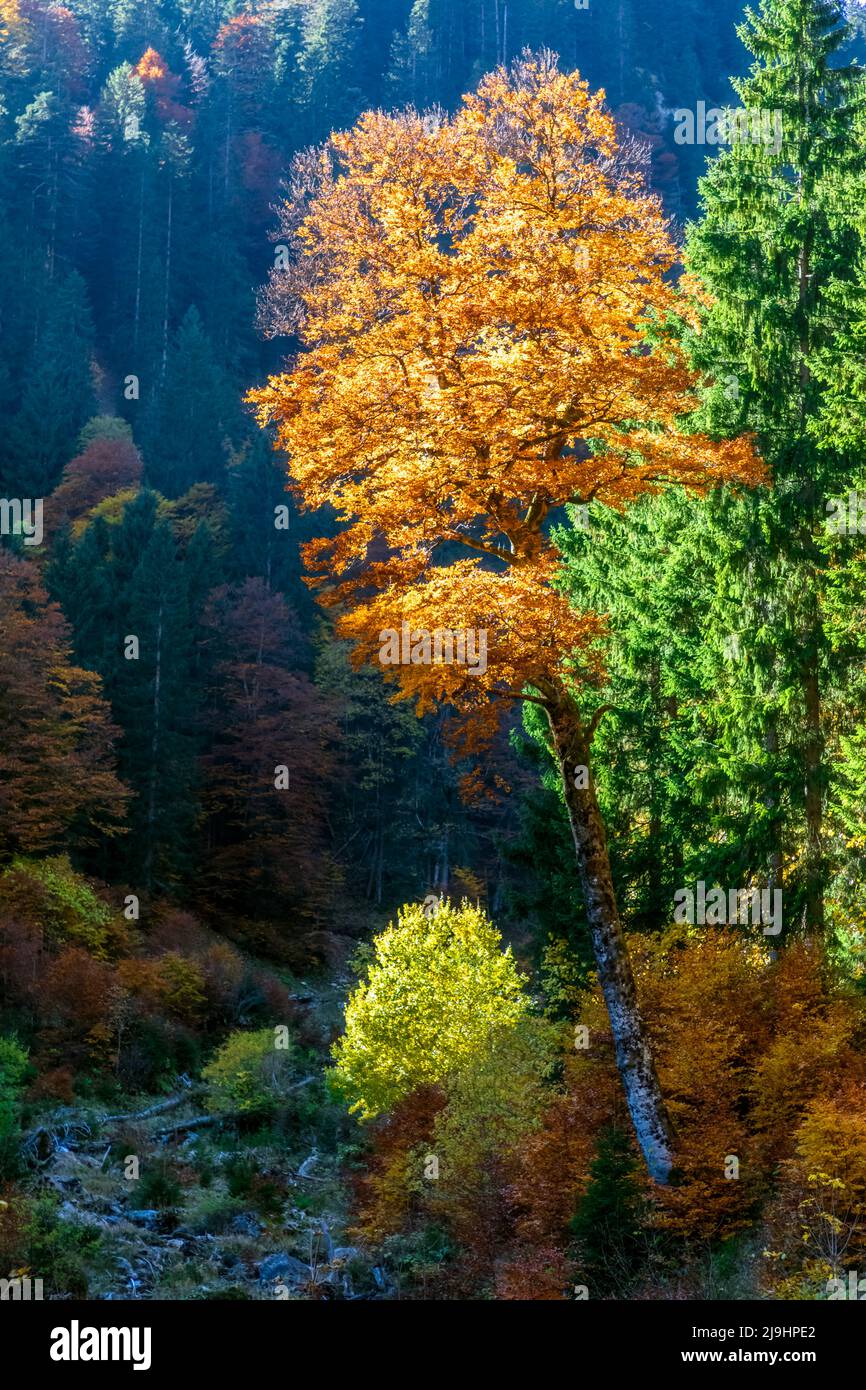 Forest in the alps hi-res stock photography and images - Alamy