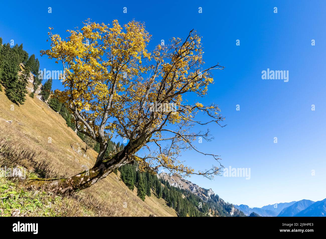 Slanted tree growing on mountain ridge in Ammergau Alps Stock Photo - Alamy