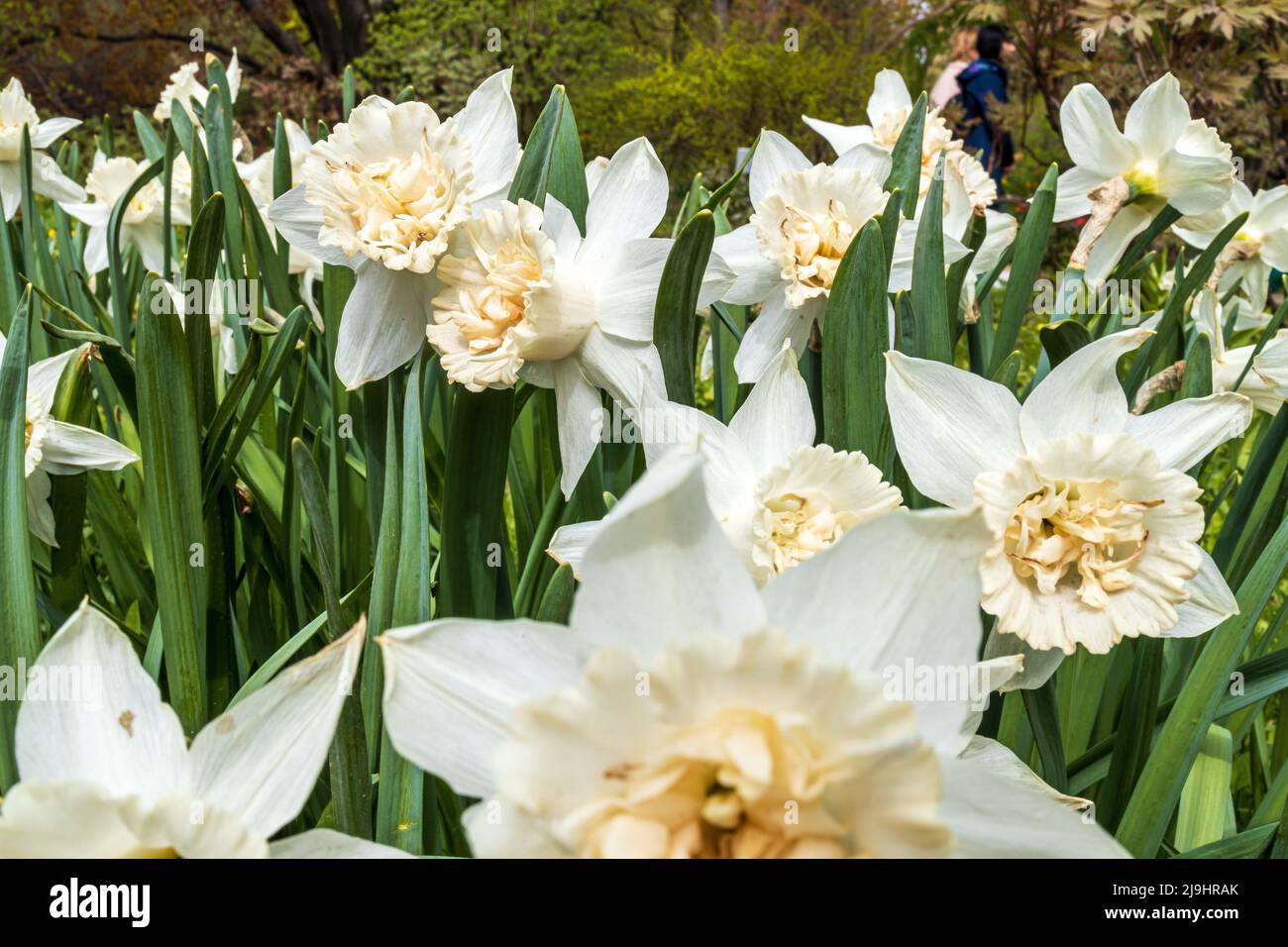 Classic narcissus plant with double yellow-orange flowers, 'Replete ...
