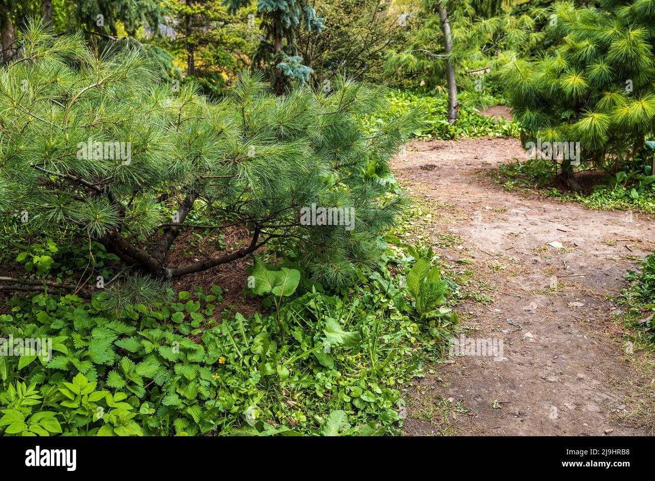 Path between different types of pines in the botanical garden ...