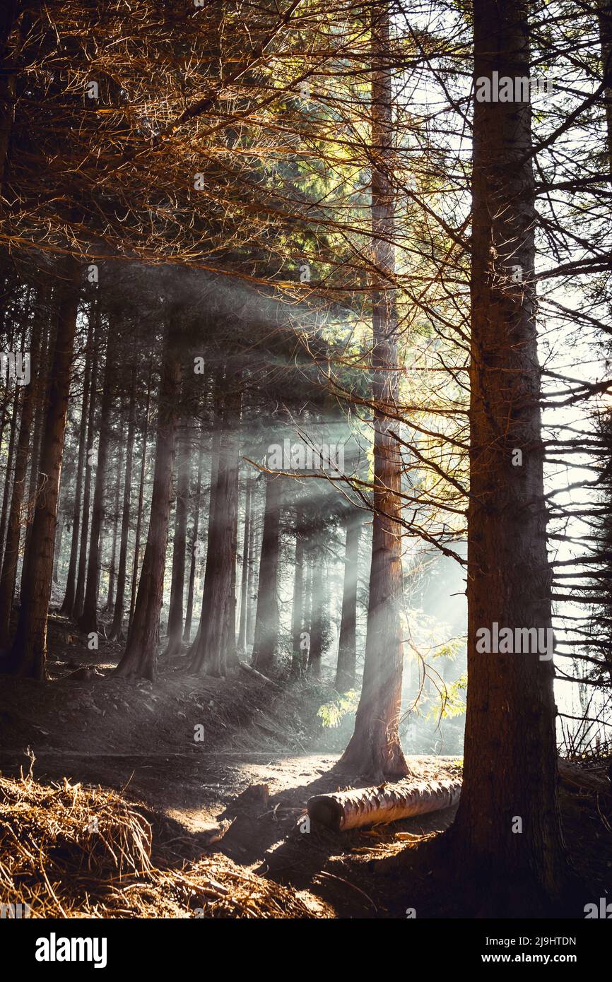 Morning forest light hi-res stock photography and images - Alamy