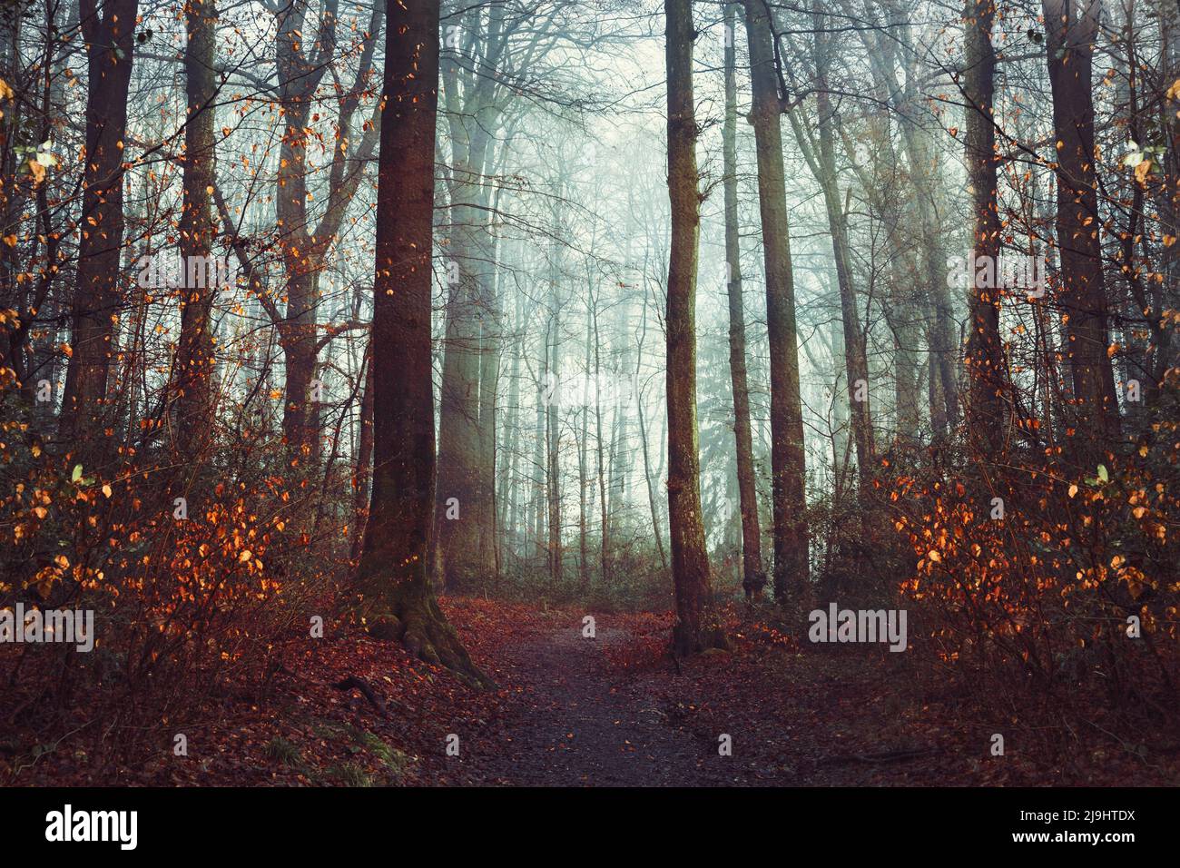 Foggy footpath hi-res stock photography and images - Alamy