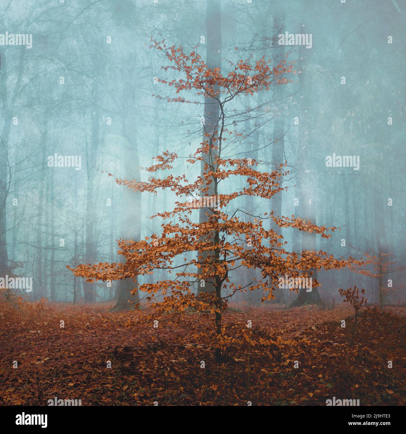 Small beech tree in fog-shrouded autumn forest Stock Photo - Alamy
