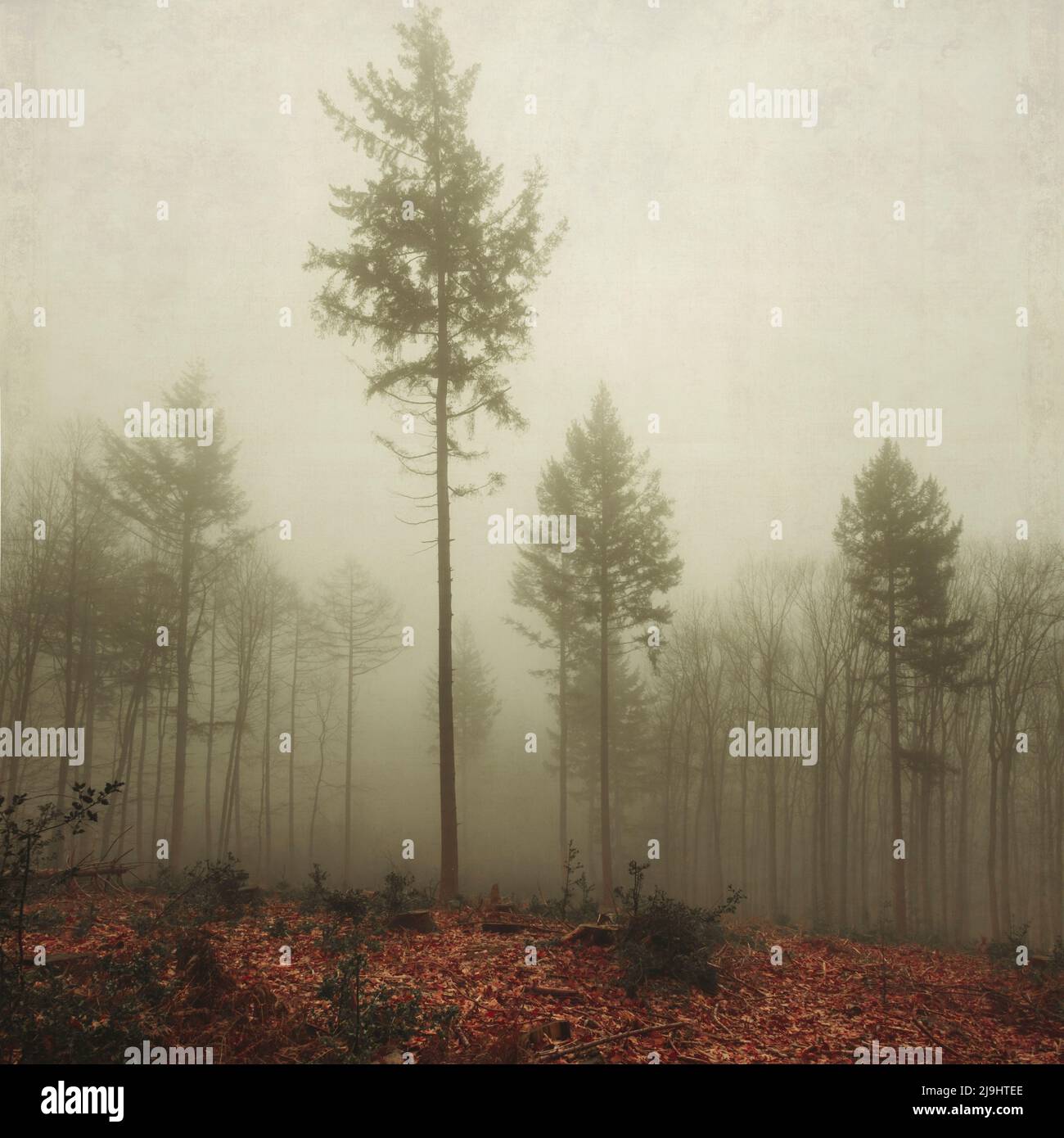Forest trees fog autumn hi-res stock photography and images - Alamy