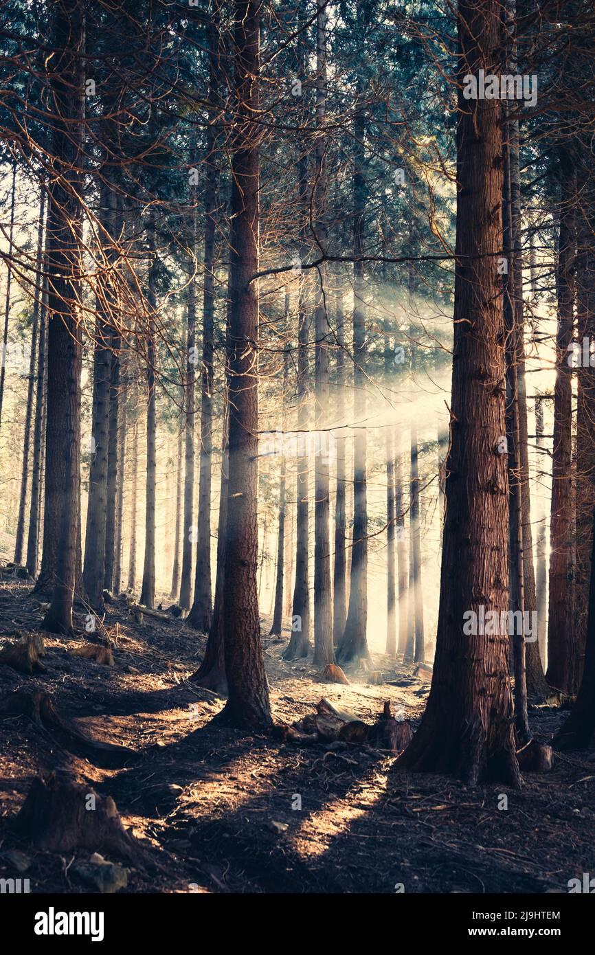 Forest trees in morning light Stock Photo - Alamy