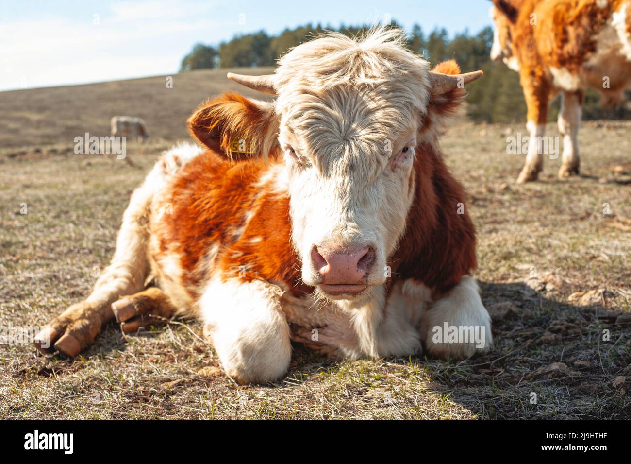 Portrait of a cow resting down on a farmhouse Stock Photo - Alamy
