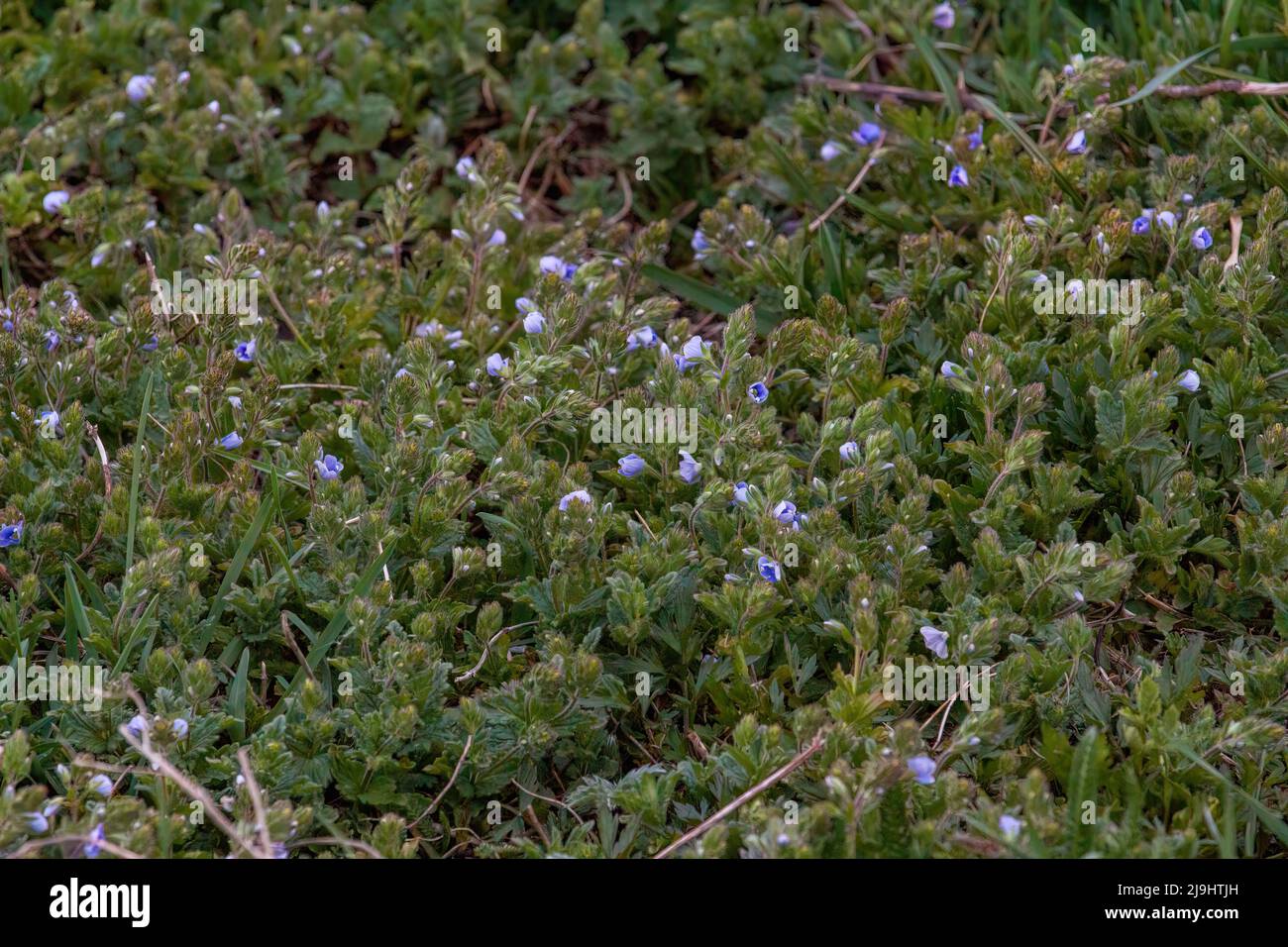 Closeup of tiny purple flowers and lush fresh leaves of Veronica ...