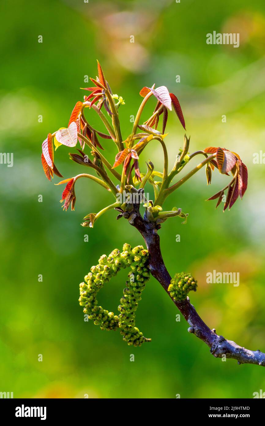 Walnut blossom hi-res stock photography and images - Alamy