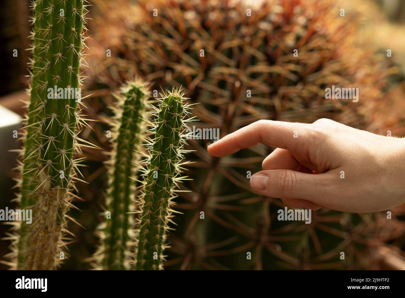 Finger of woman touching green cactus Stock Photo - Alamy