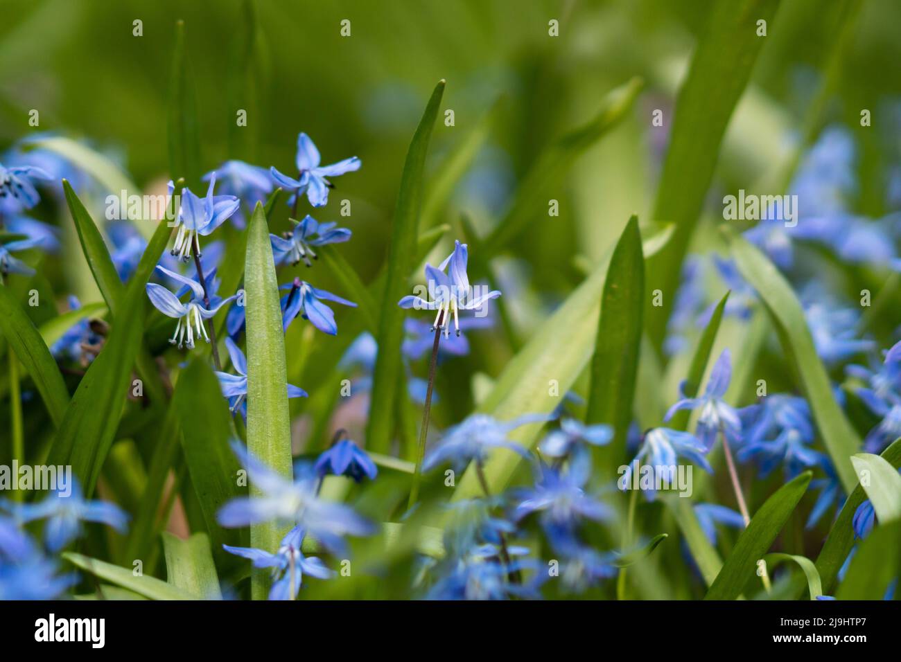 Blue flower blooming in garden Stock Photo - Alamy