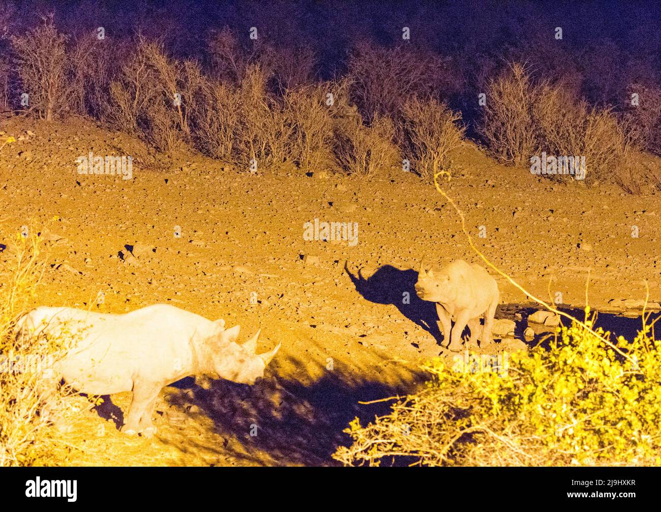 Picture of rhino at waterhole during night in Namibia Stock Photo - Alamy